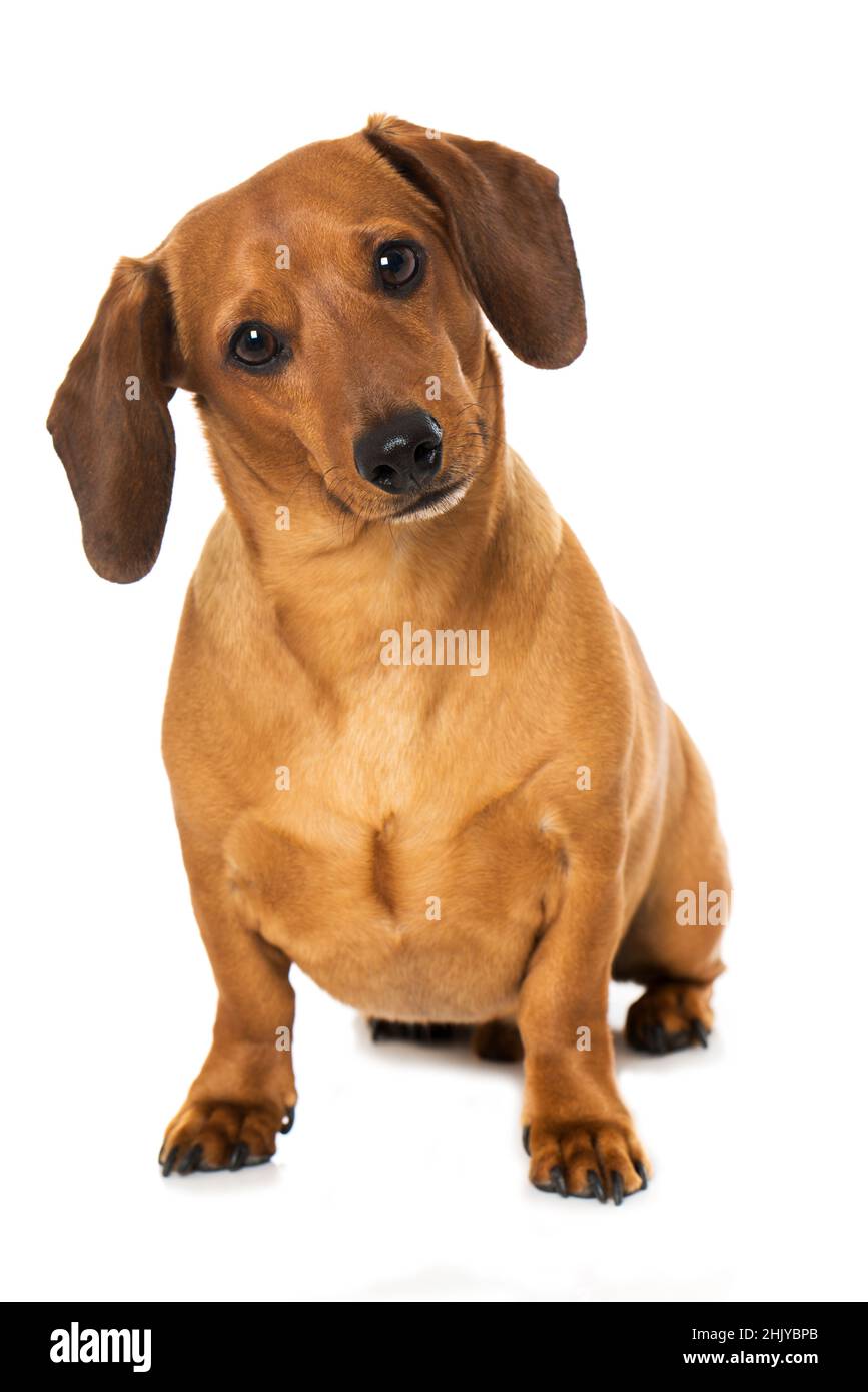 Adult dachshund sitting isolated on white background Stock Photo - Alamy