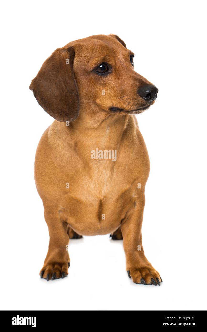 Adult dachshund standing isolated on white background Stock Photo - Alamy