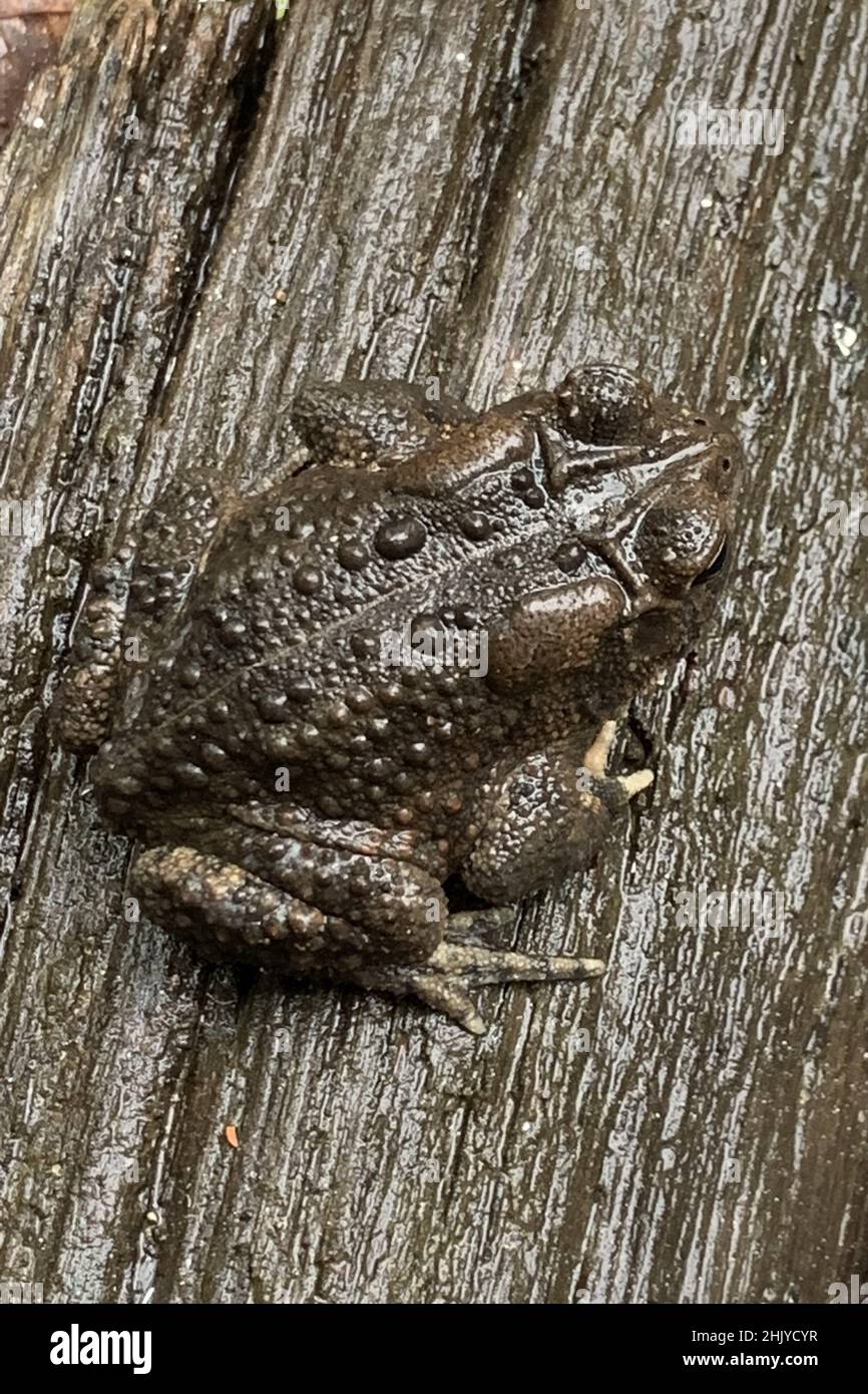 Vertical closeup of the toad on the wooden surface Stock Photo - Alamy