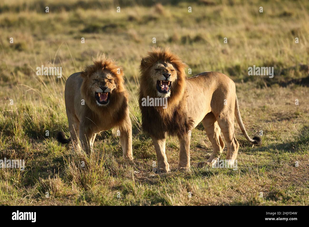 Lemek conservancy hi-res stock photography and images - Alamy