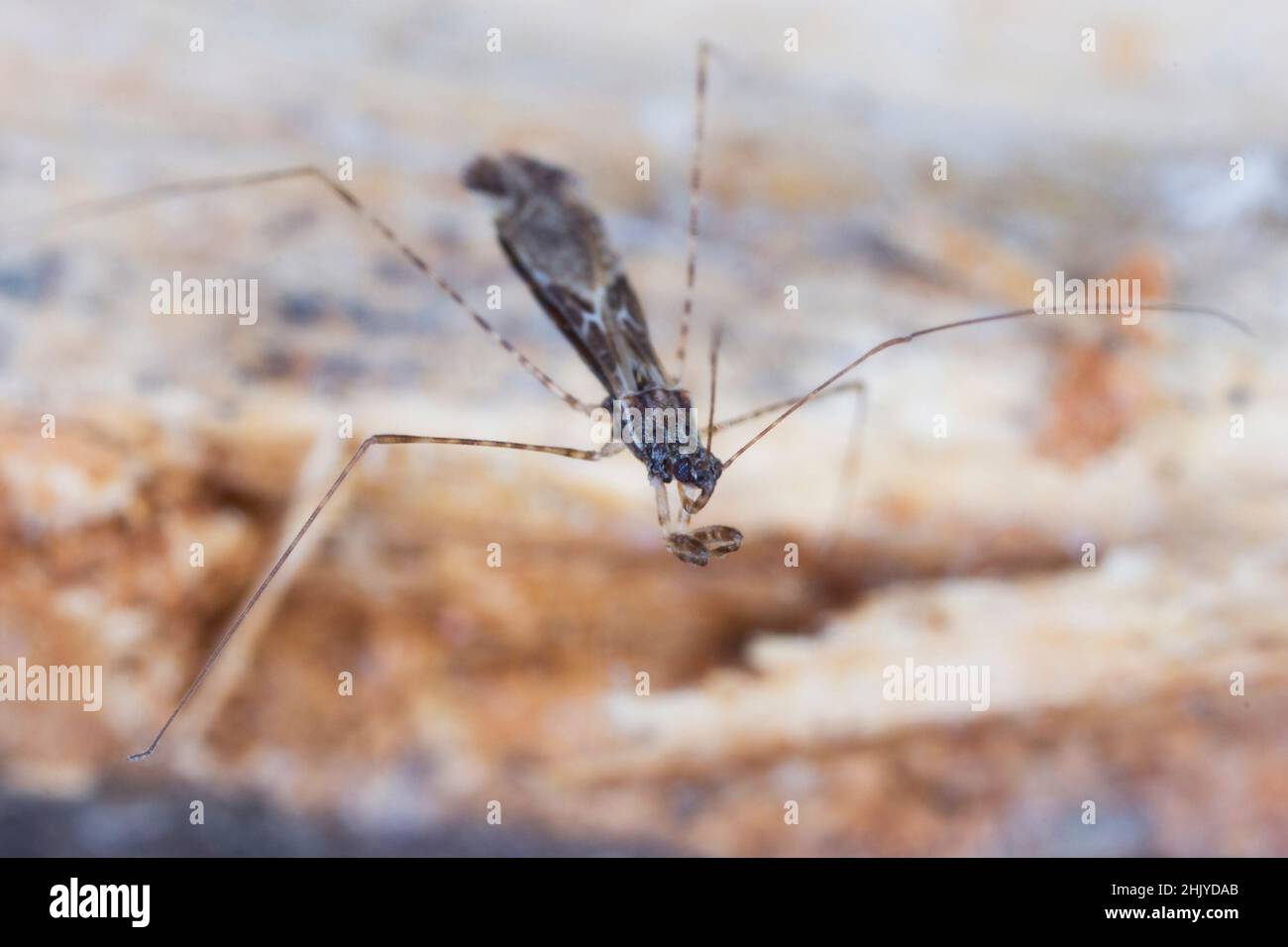 Common thread-legged assassin bug Empicoris culiciformis Stock Photo ...