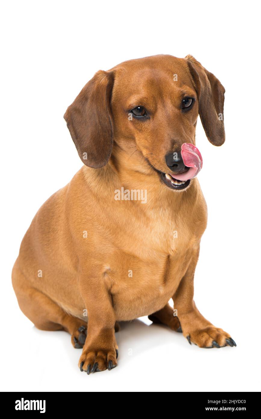 Adult dachshund sitting isolated on white background Stock Photo - Alamy