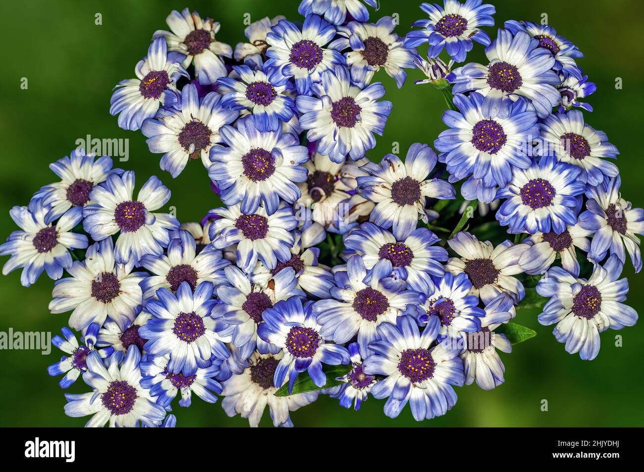Bunch of flowers on a plant Stock Photo - Alamy