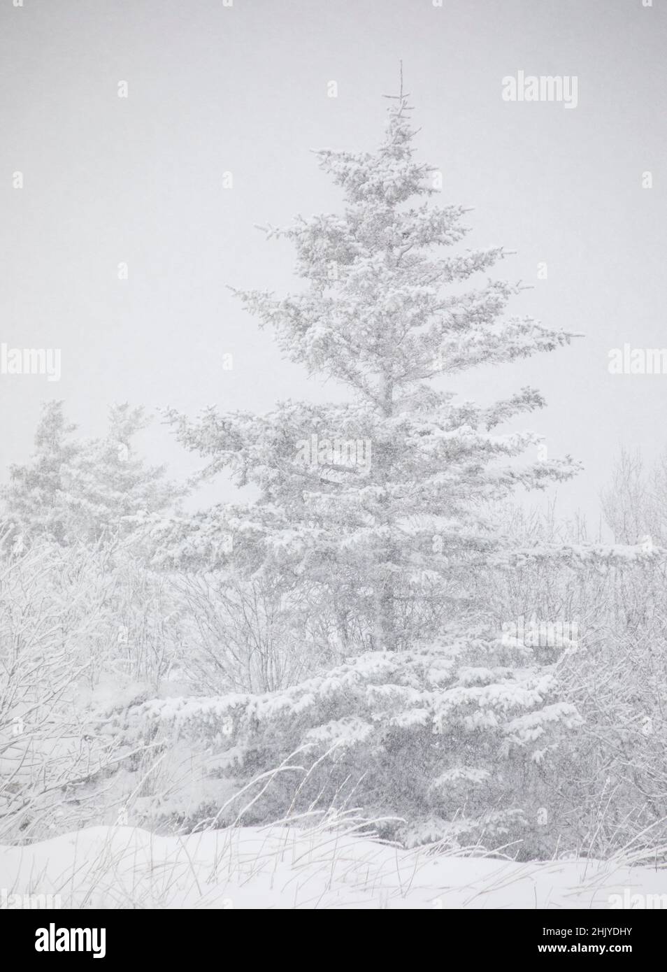 Pine Tree in Snow Stock Photo - Alamy