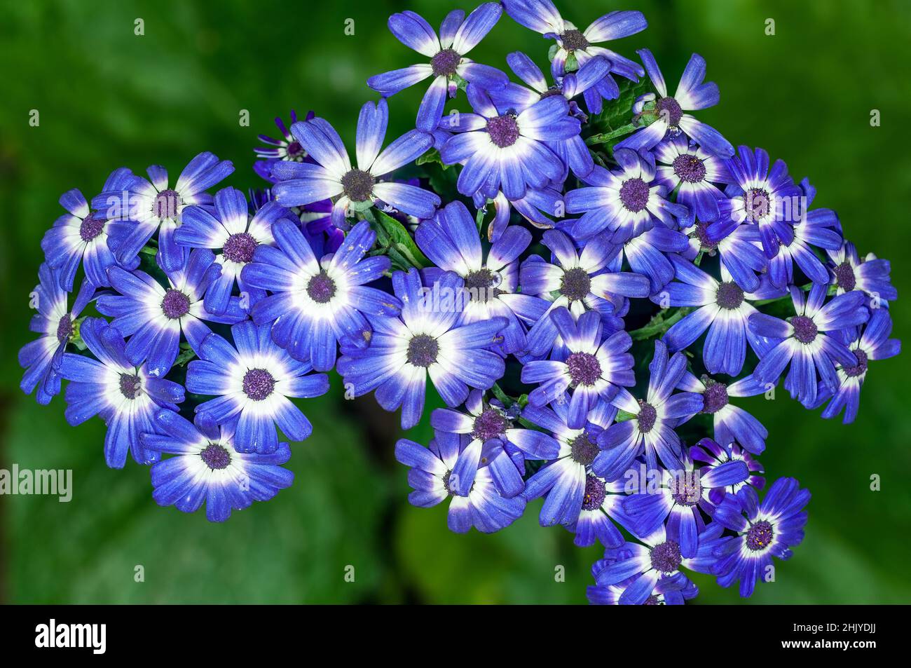 Bunch of flowers on a plant Stock Photo - Alamy