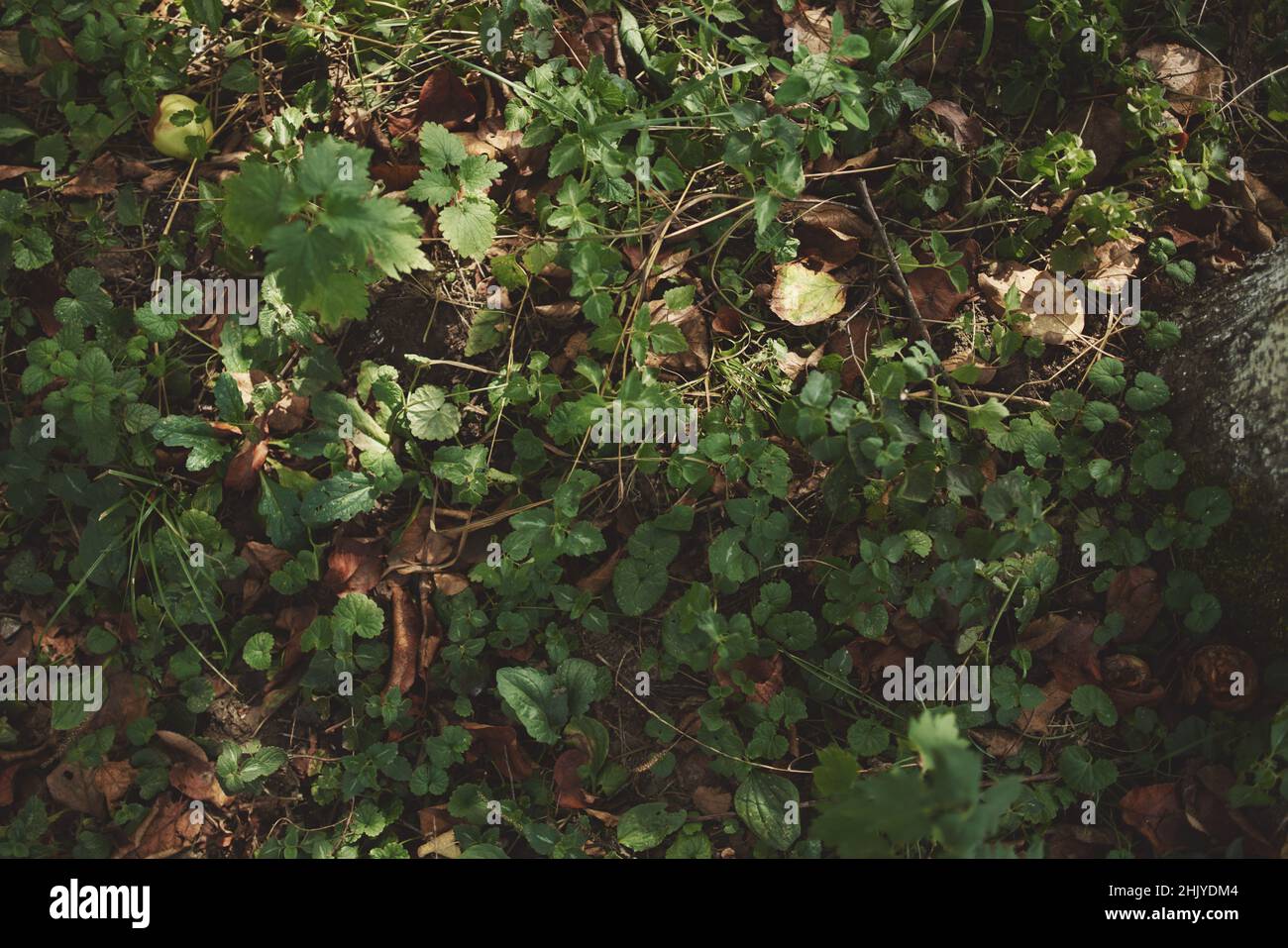 Green grass botany flora dry leaves branches texture background image ...