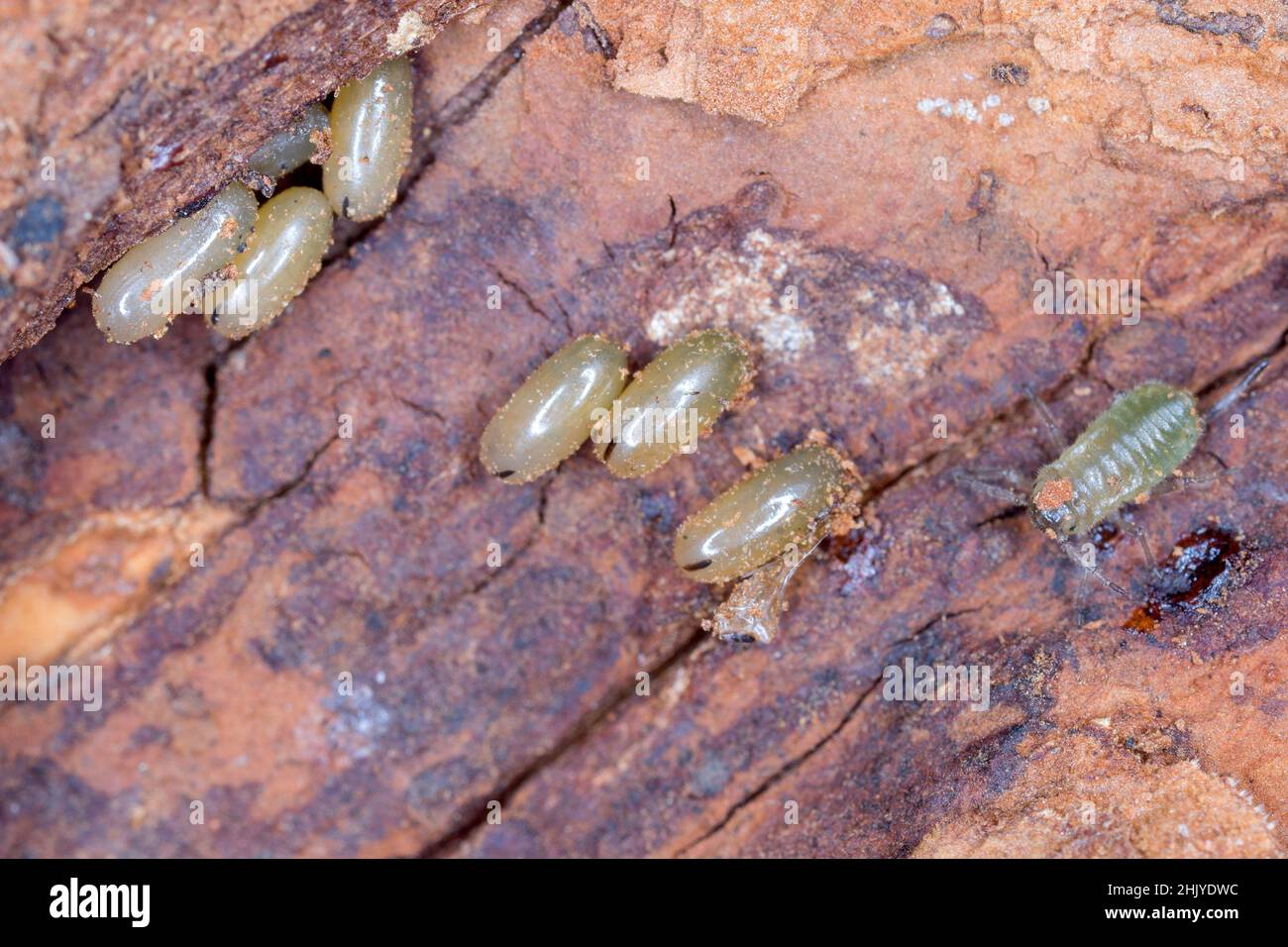 Eggs of aphids that live under tree bark and suck sap with a long mouth ...
