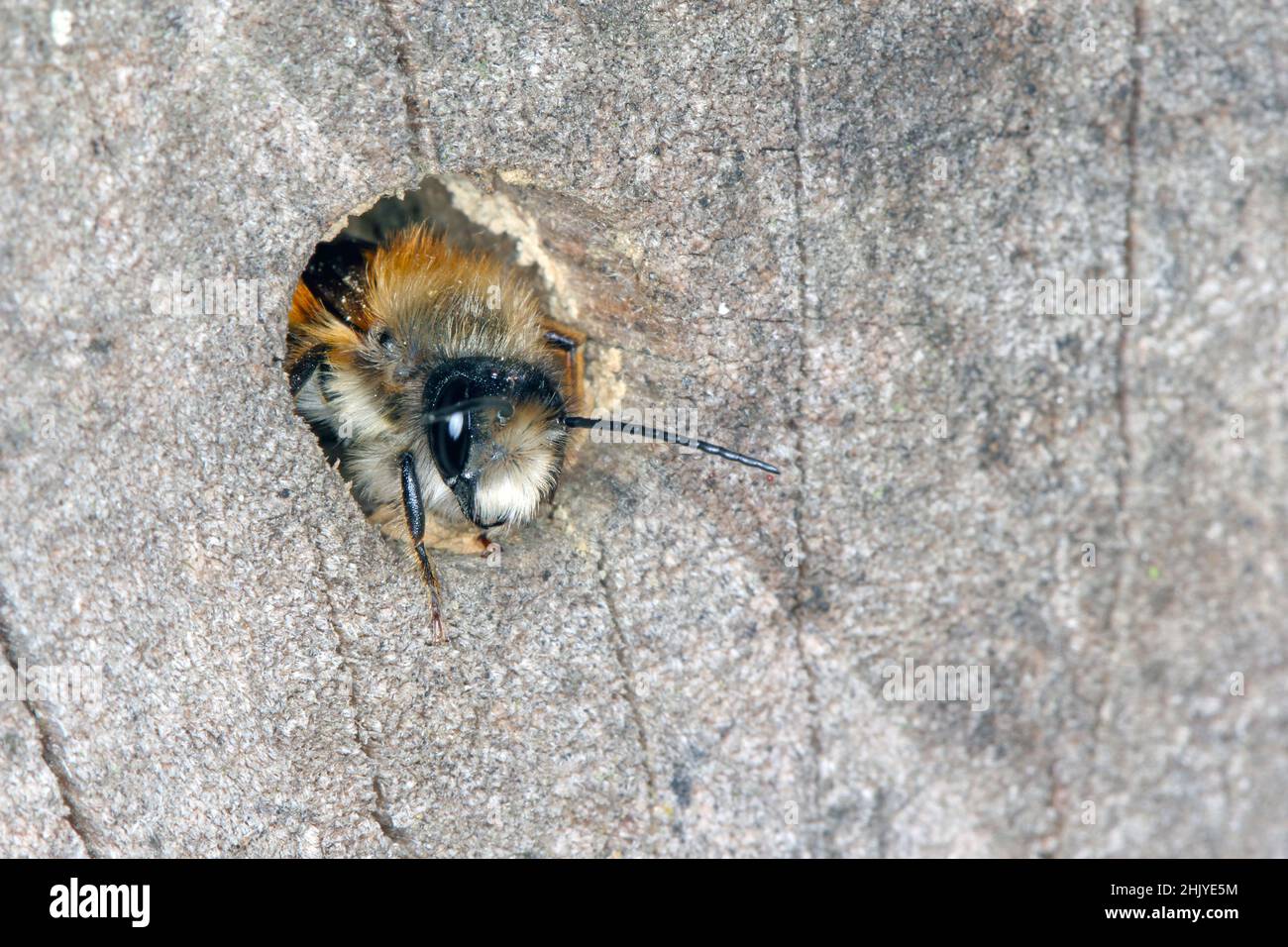 Wild bee Osmia bicornis (Osmia rufa) is a species of mason bee, and is ...