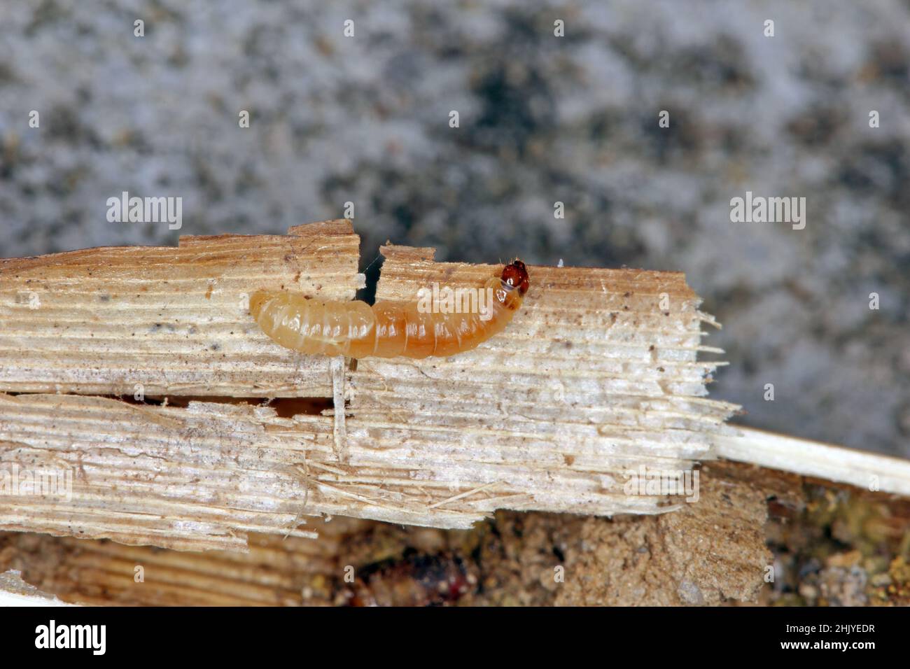 Caterpillar breeding hi-res stock photography and images - Alamy
