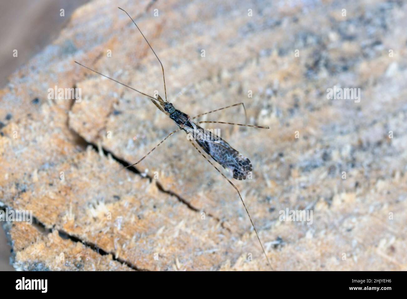 Common thread-legged assassin bug Empicoris culiciformis Stock Photo ...