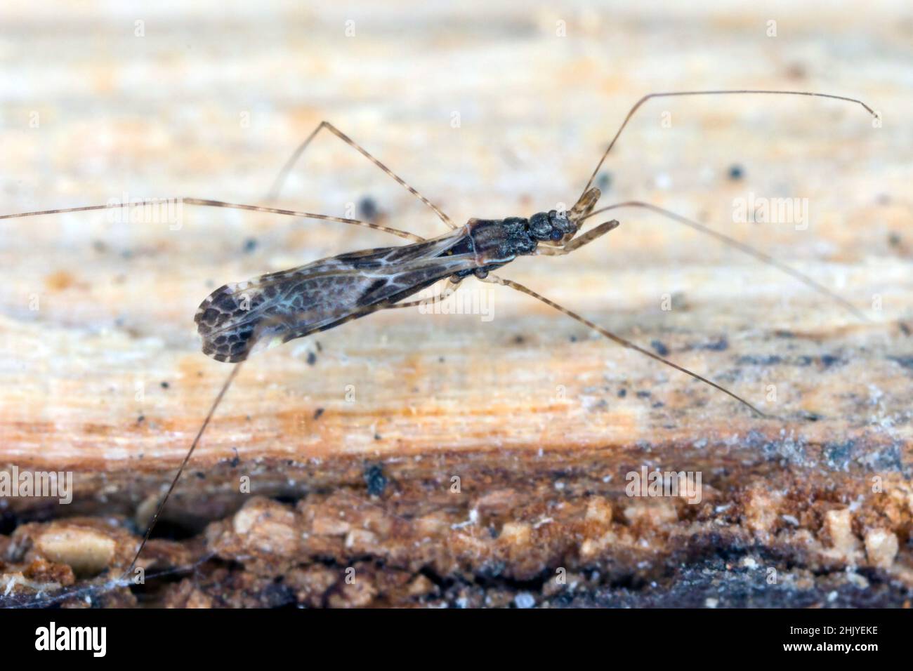 Common thread-legged assassin bug Empicoris culiciformis Stock Photo ...