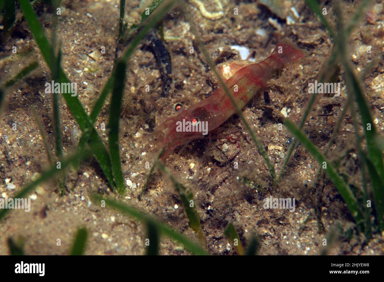 Processa sp hi-res stock photography and images - Alamy