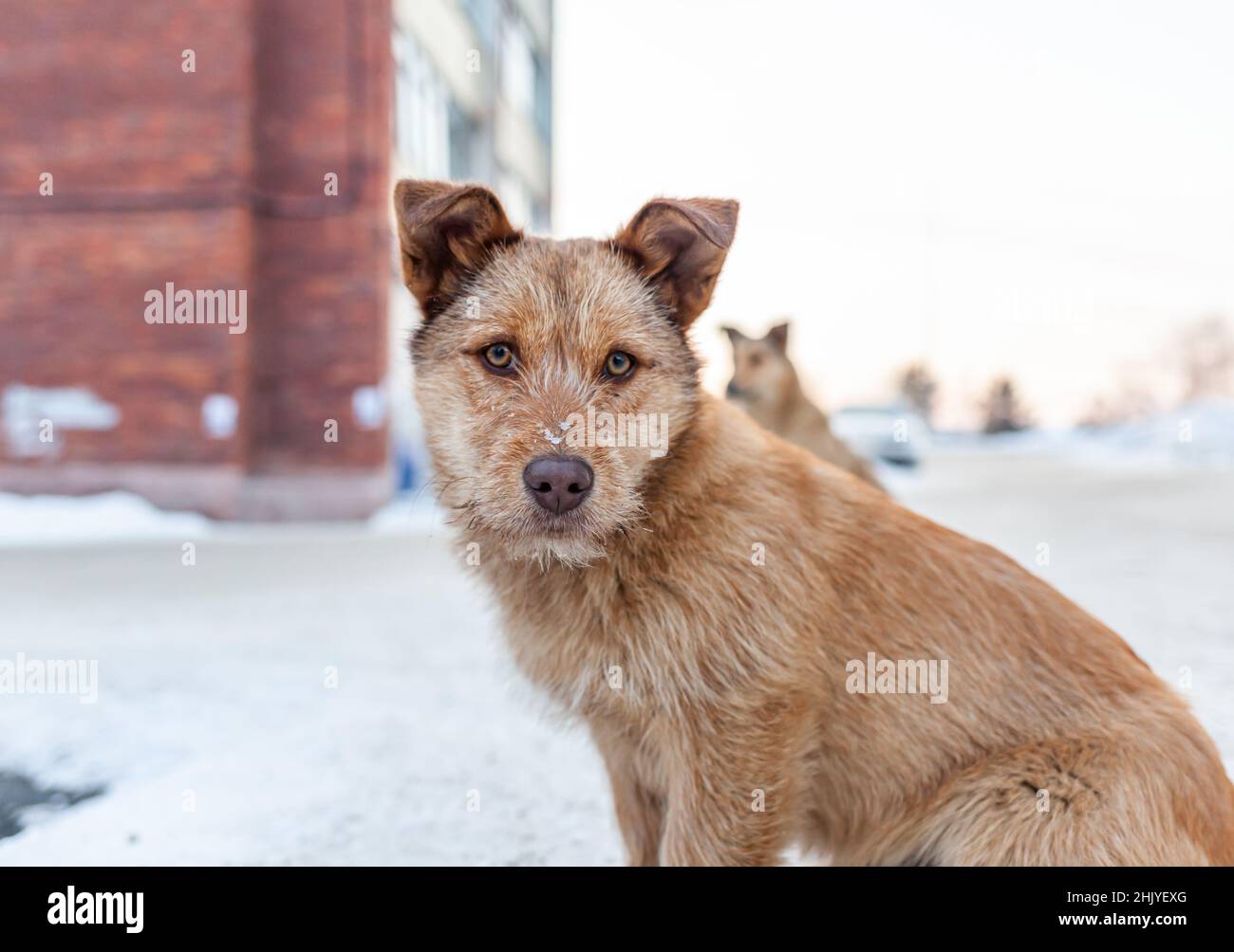 What Breed Are Stray Dogs