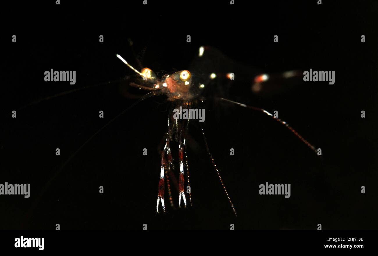 Processa edulis hi-res stock photography and images - Alamy