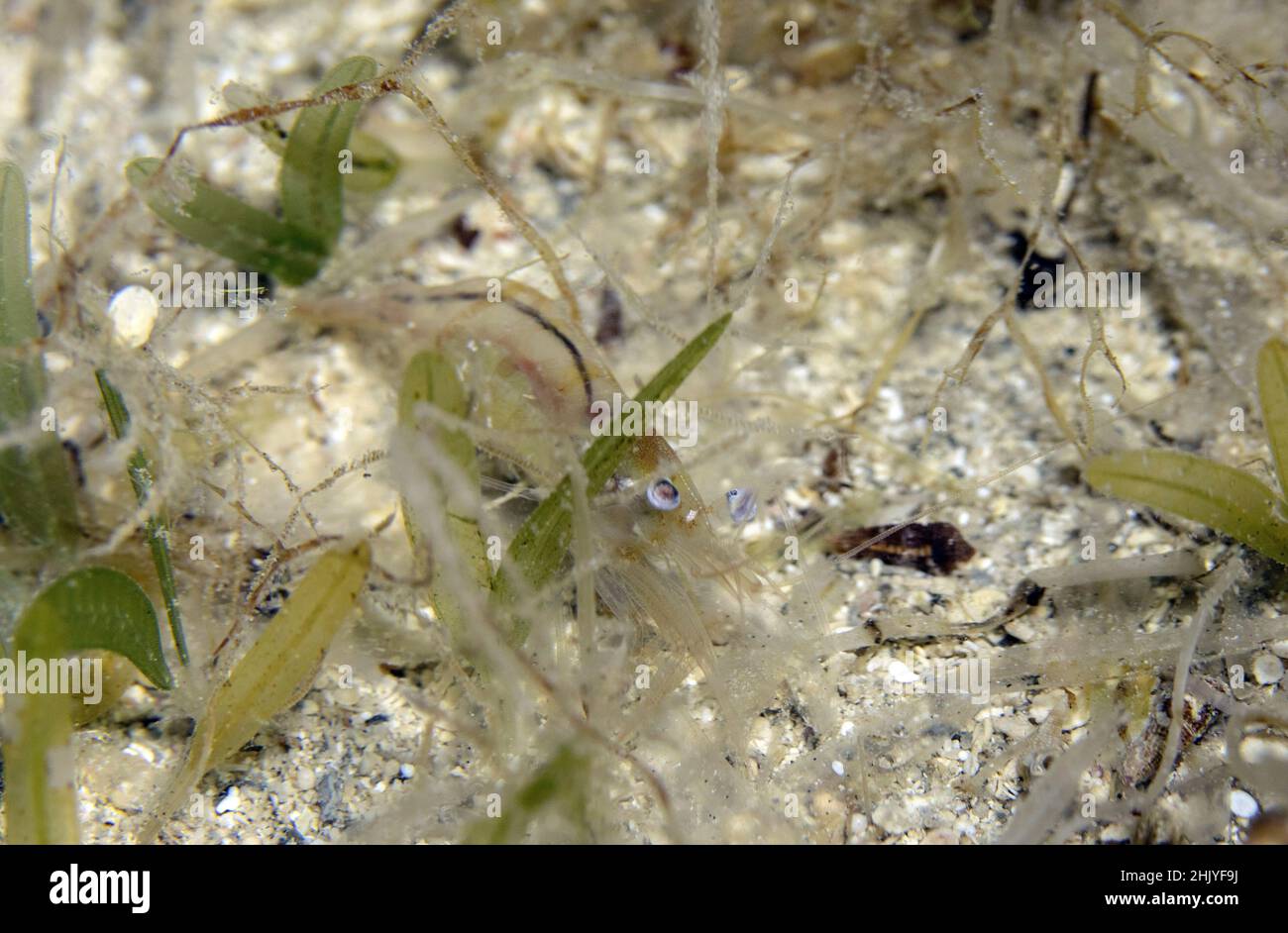 Processa sp. (night Stock Photo - Alamy