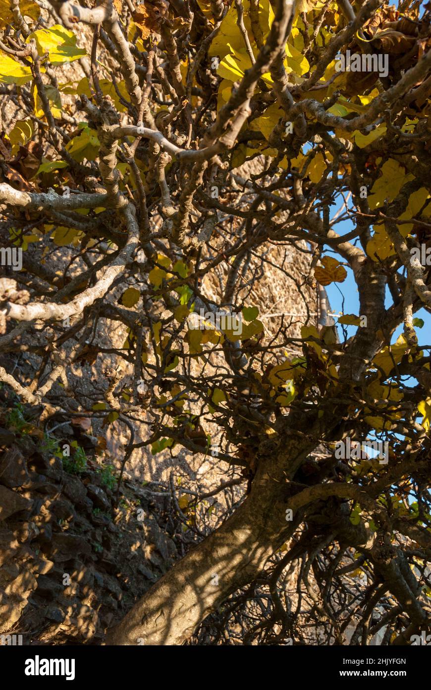 Fig tree in winter with few leaves seen from below with blue sky Stock ...