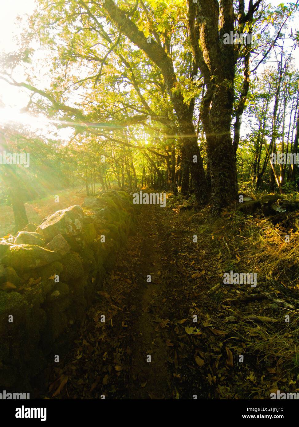 Narrow path with stone wall with moss with sun at sunset Stock Photo ...