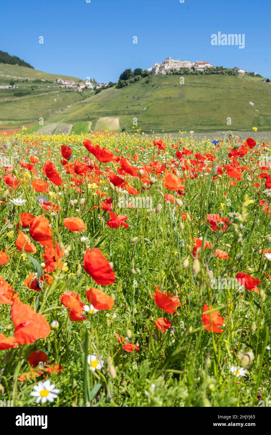 Monti Sibillini National Park, Flowering Pian Grande, Castelluccio di ...