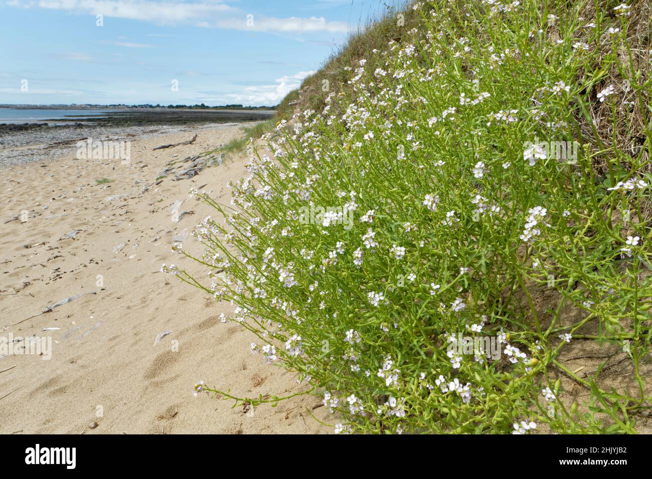 Sea rocket (Kakile maritima) clump flowering in sand dunes behind a ...