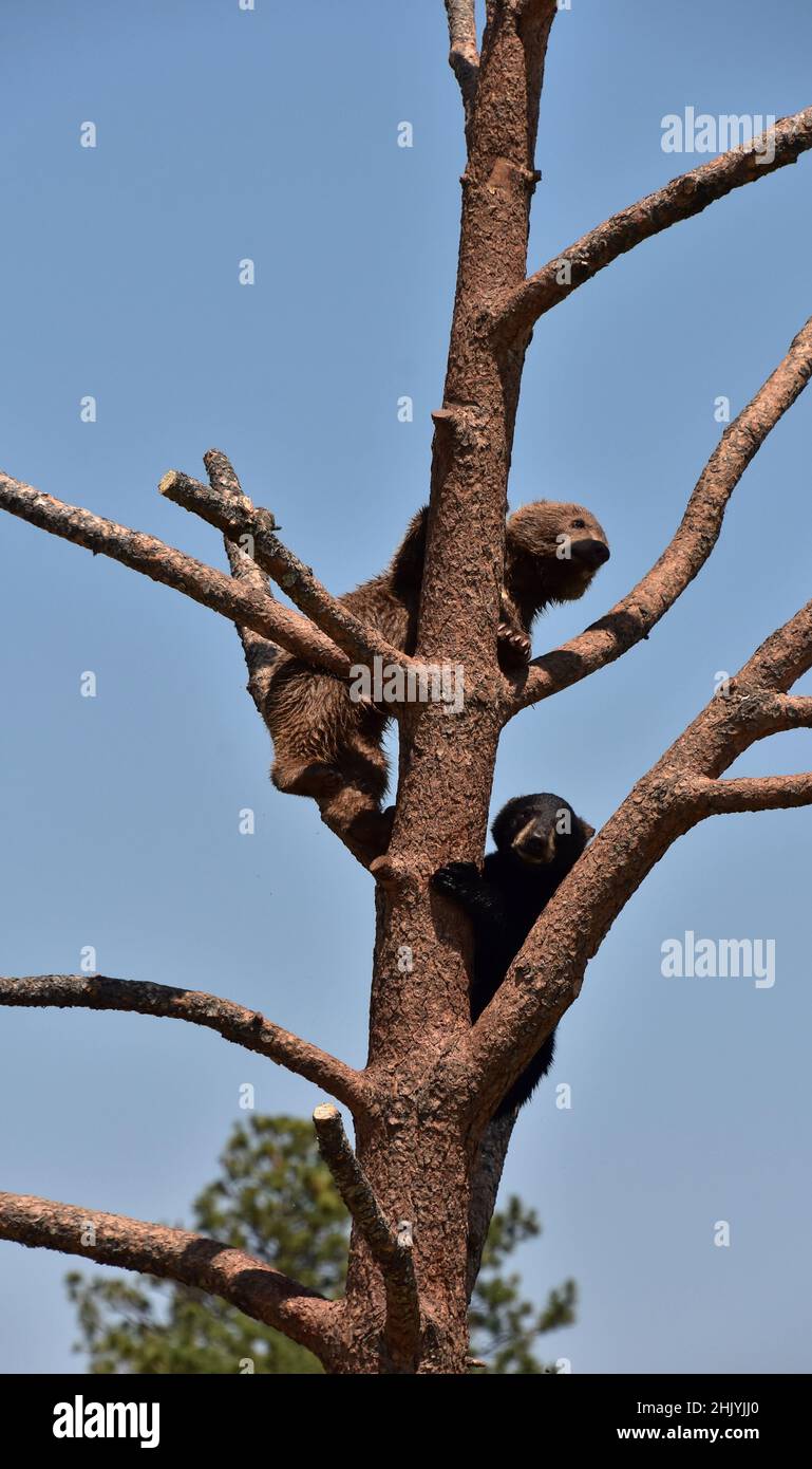 Two black bear cubs playing up in a tall dead tree Stock Photo - Alamy