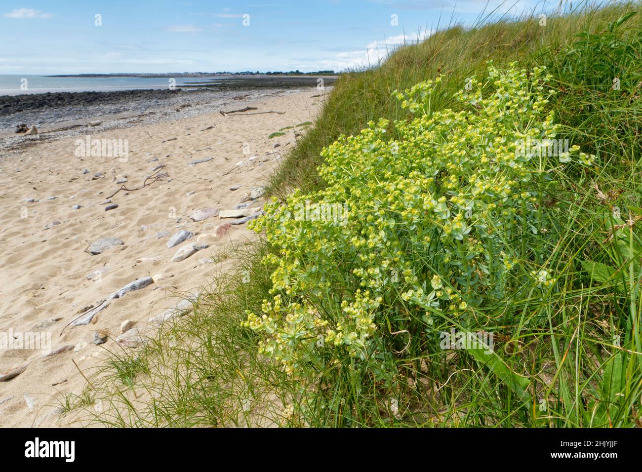 Sea spurge (Euphorbia paralias) clump flowering in sand dunes behind a ...