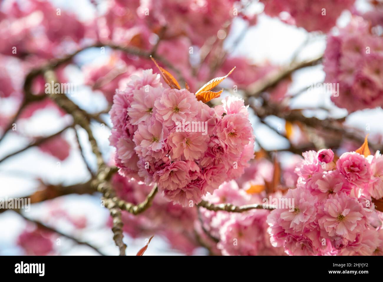 Abundant flowering japanese cherry hi-res stock photography and images ...