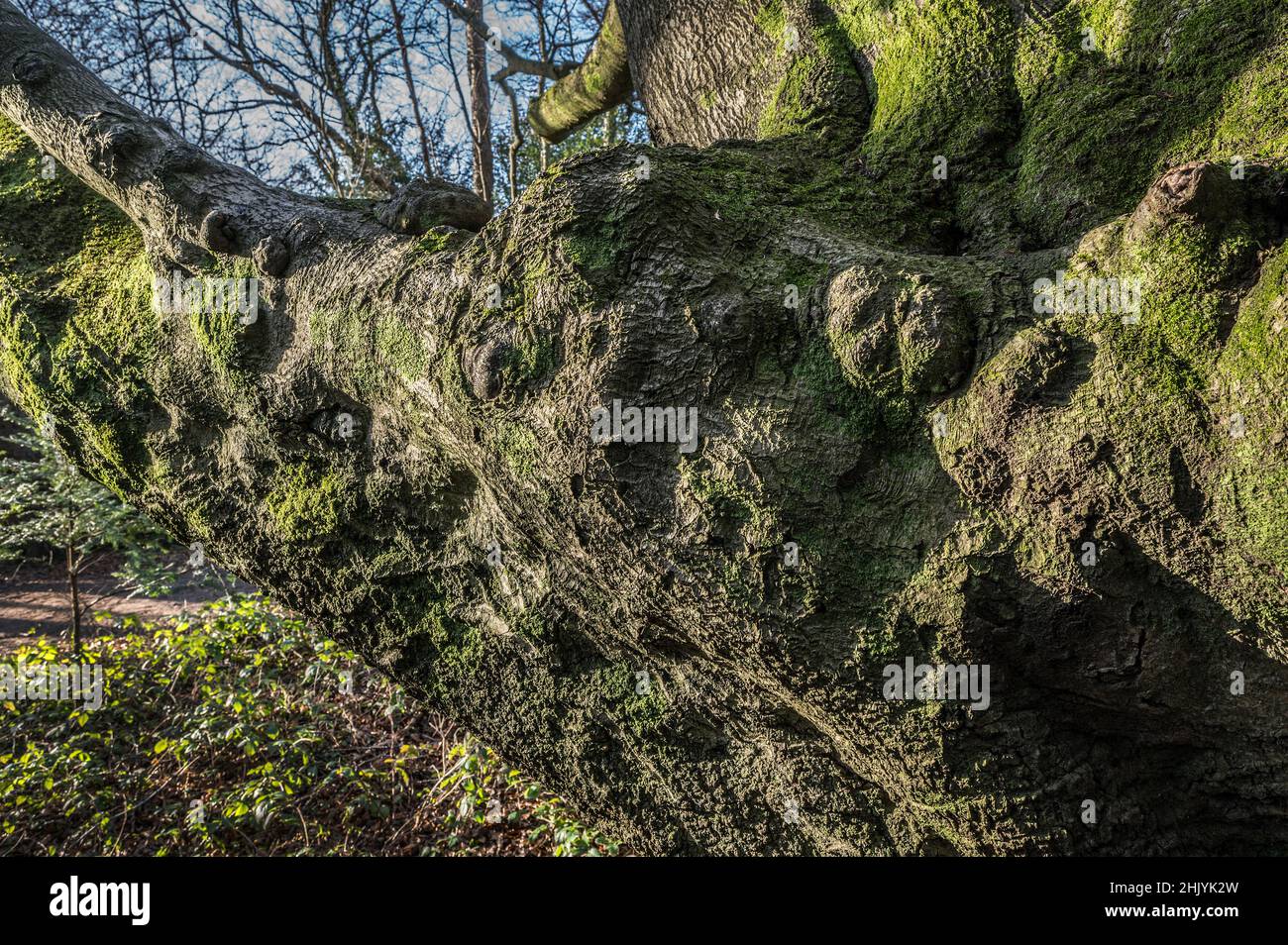 Old oak tree looks hi-res stock photography and images - Alamy