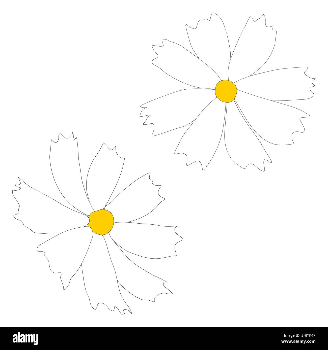 Set of cosmos flower branch vector illustration isolated on white ...