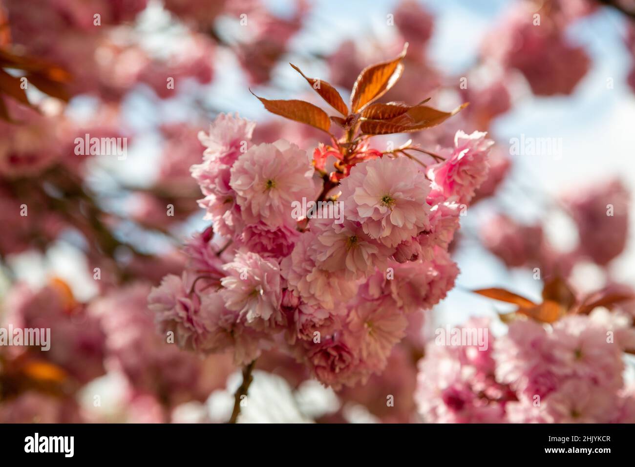 Abundant flowering japanese cherry hi-res stock photography and images ...