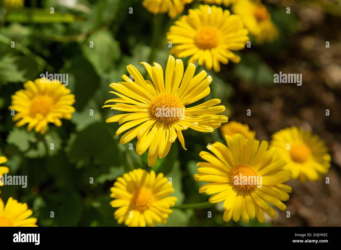 Bright yellow daisy like flowers hi-res stock photography and images ...