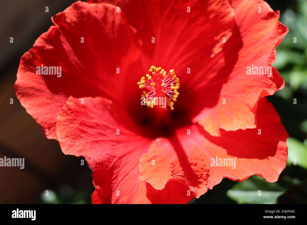 Species of tropical hibiscus hi-res stock photography and images - Alamy
