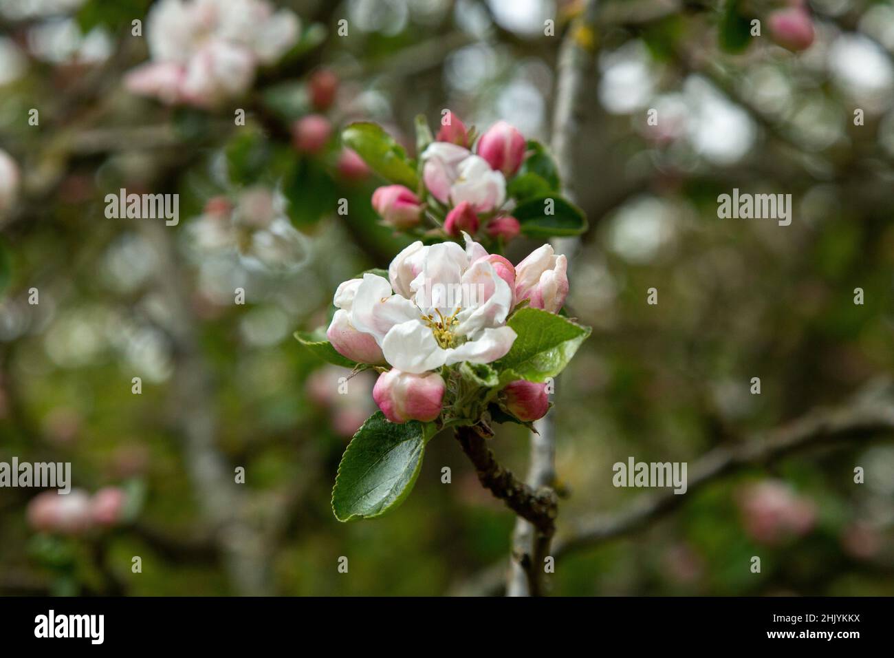 Pale pink apple tree hi-res stock photography and images - Alamy
