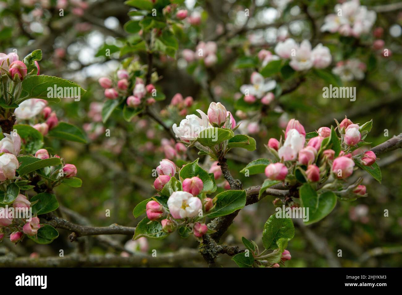 Apple tree blossom coming in to flower Stock Photo - Alamy