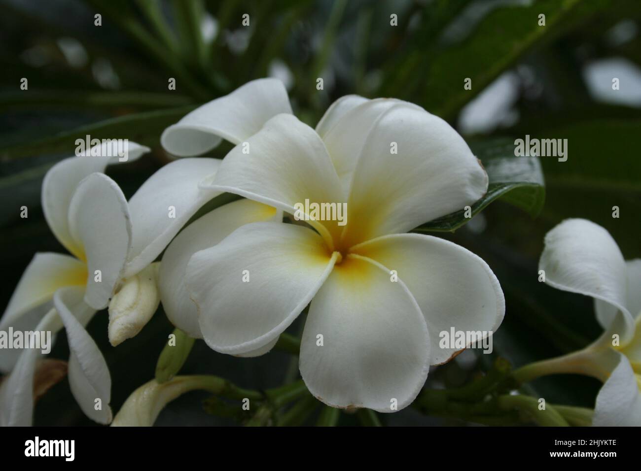 Frangipani tree cut out hi-res stock photography and images - Alamy