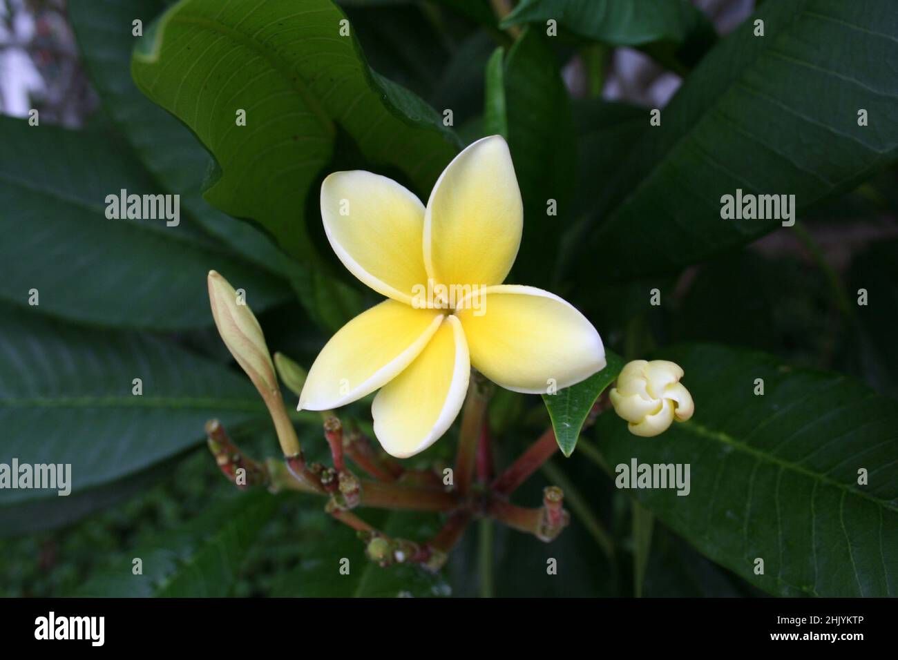 Frangipani tree cut out hi-res stock photography and images - Alamy