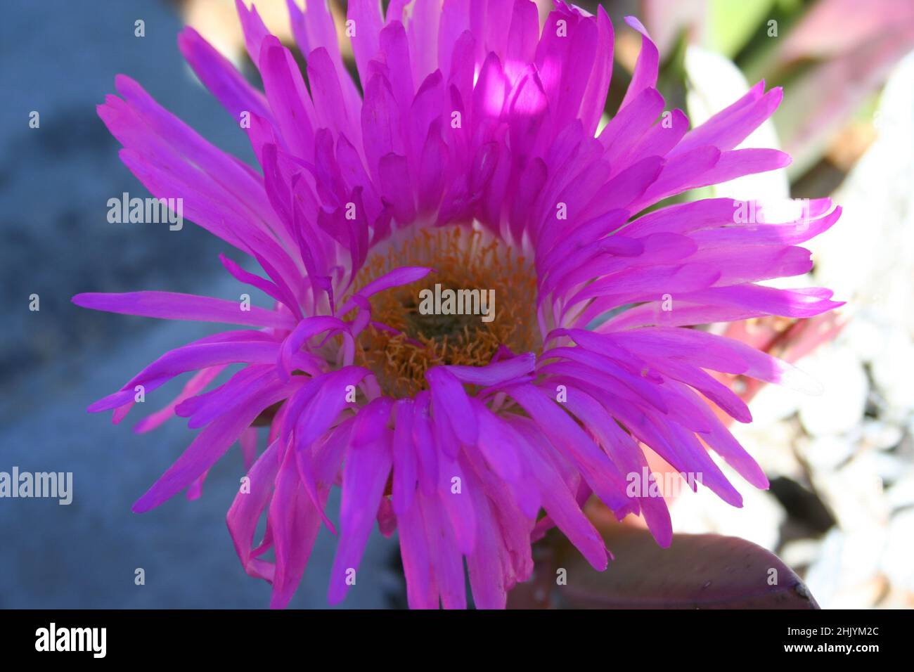Sea fig flower, South Africa Stock Photo - Alamy