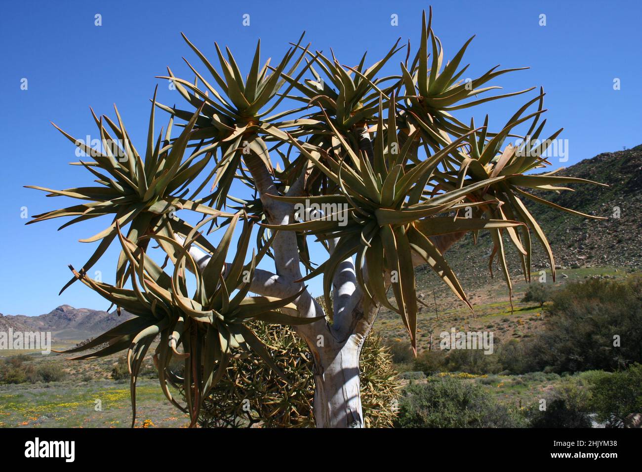 Namaqualand quiver tree, South Africa Stock Photo - Alamy