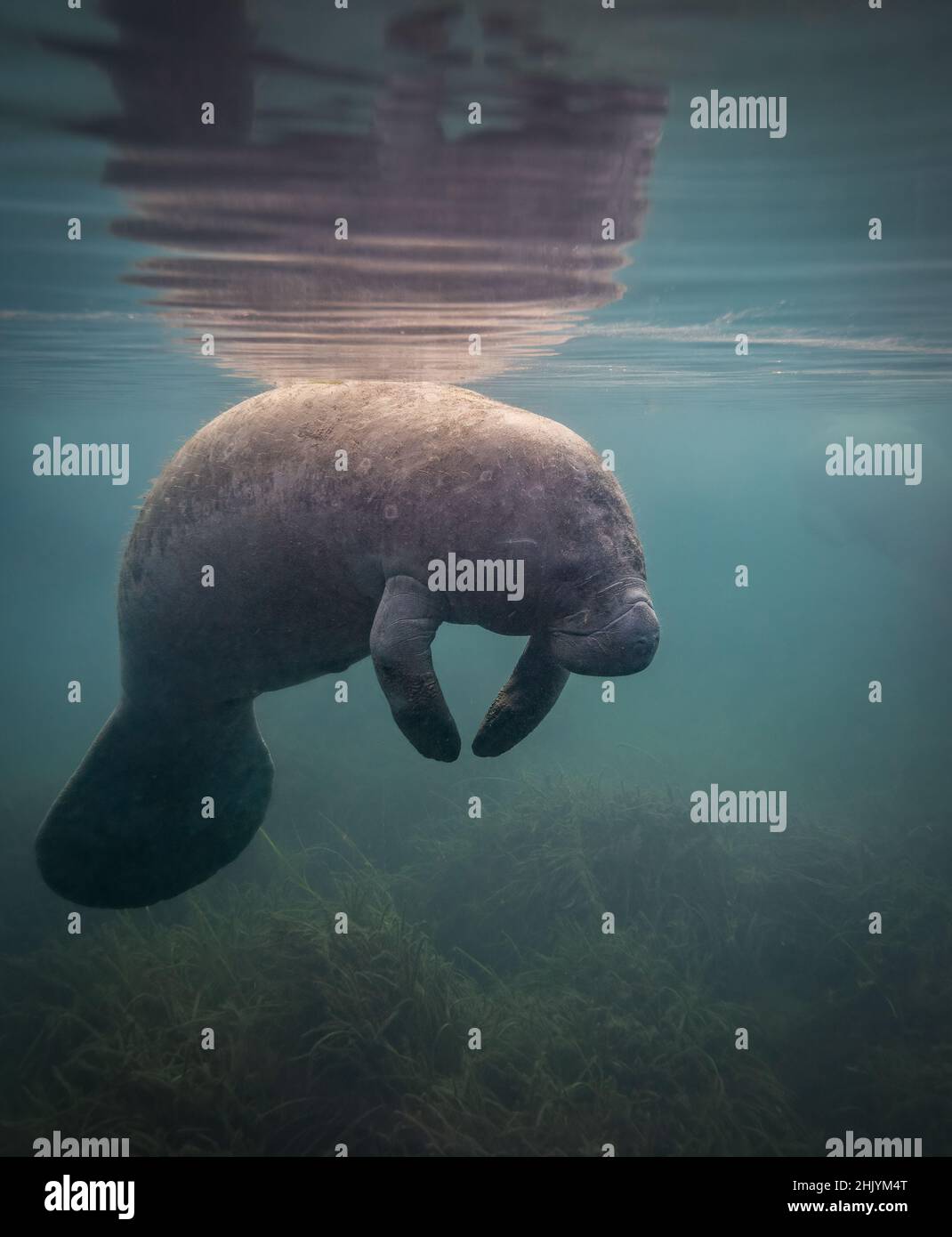 Florida manatee with fish hi-res stock photography and images - Alamy
