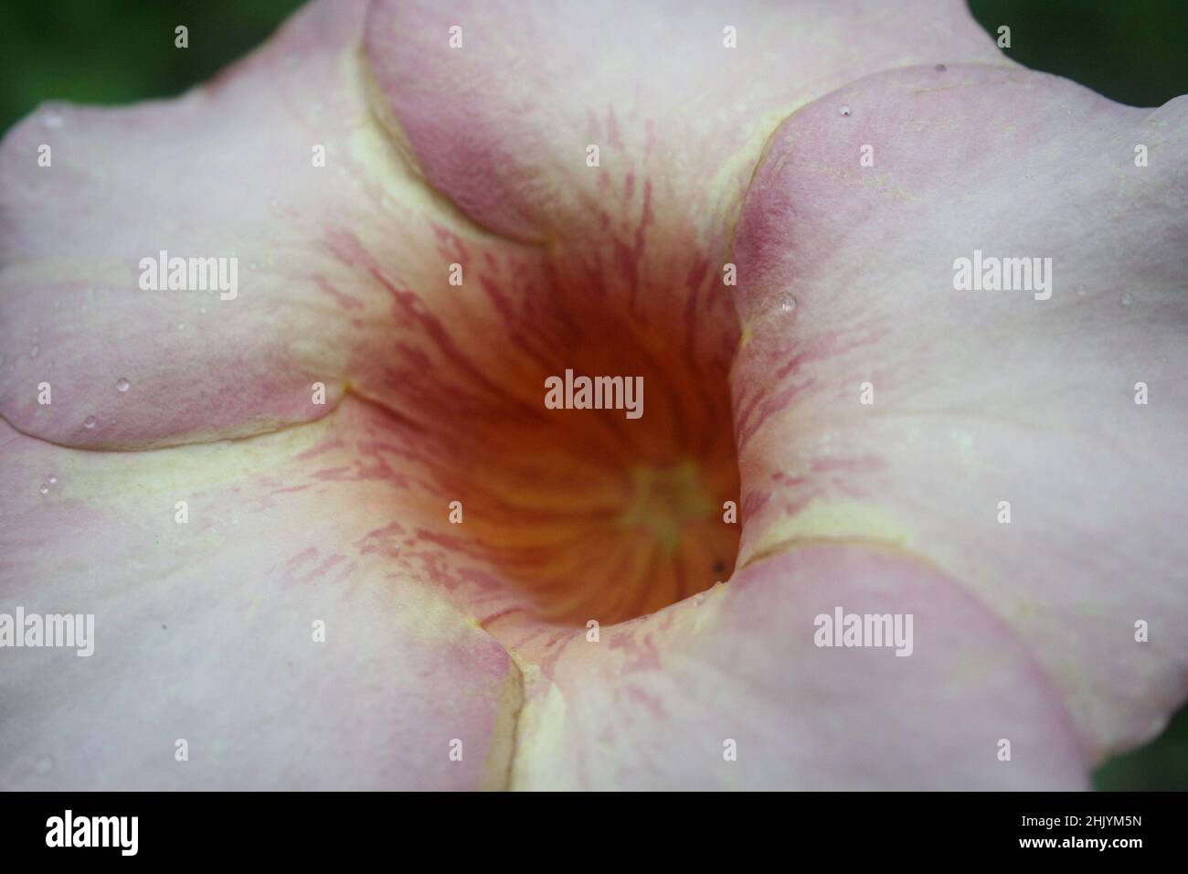 White Allamanda flower, Saint Lucia Stock Photo - Alamy