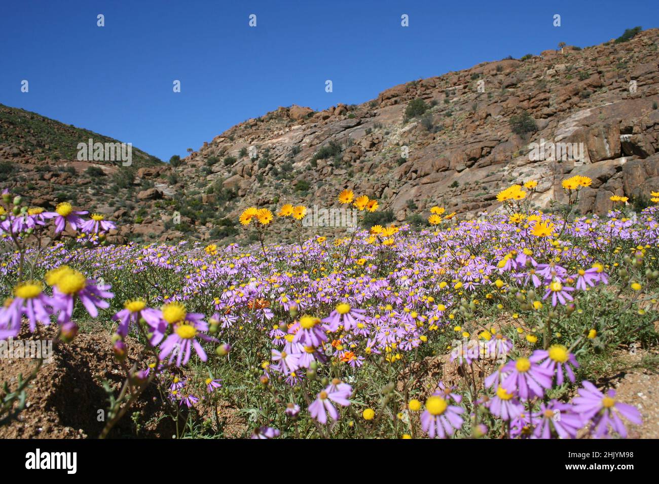 Namaqualand flower season, South Africa Stock Photo - Alamy