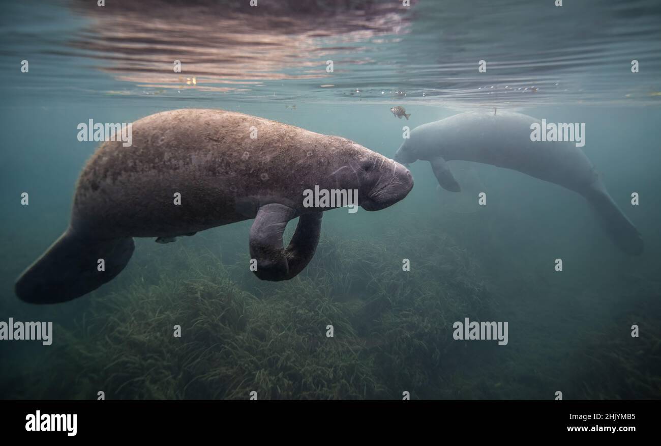 Manatee nose hi-res stock photography and images - Alamy