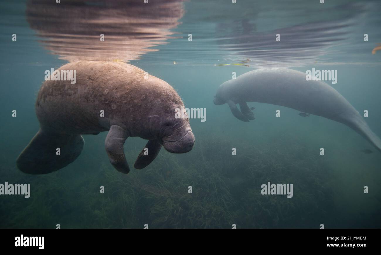 A manatee underwater in Florida Stock Photo - Alamy