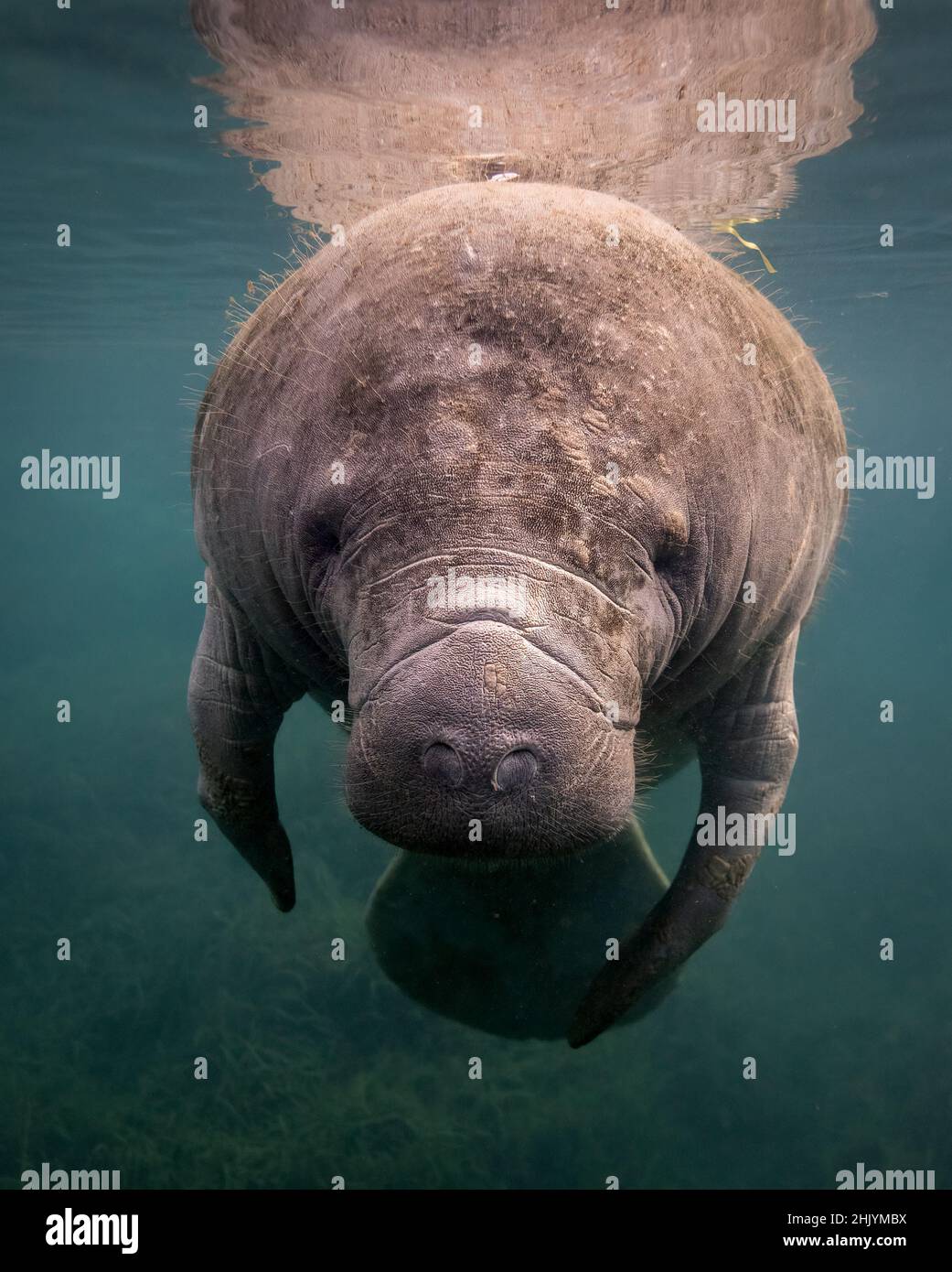 Amazonian Manatee Nose