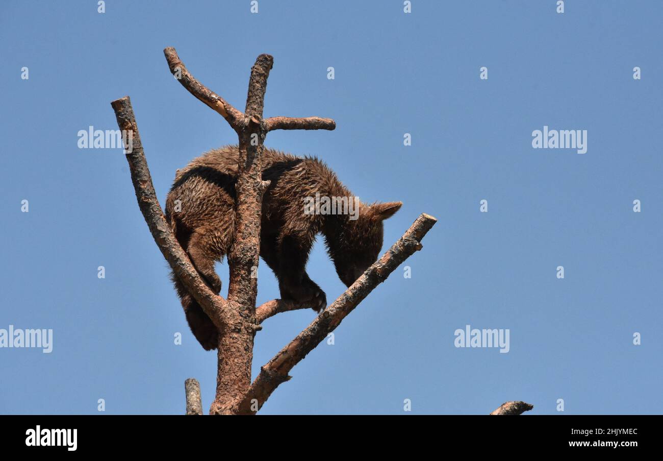 Black bear cubs on tree hi-res stock photography and images - Alamy