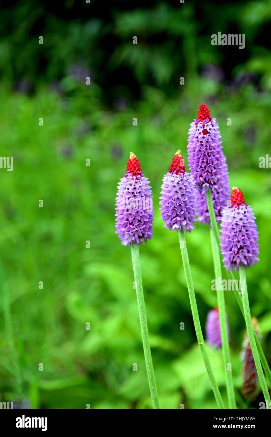 Chinese primrose hi-res stock photography and images - Alamy