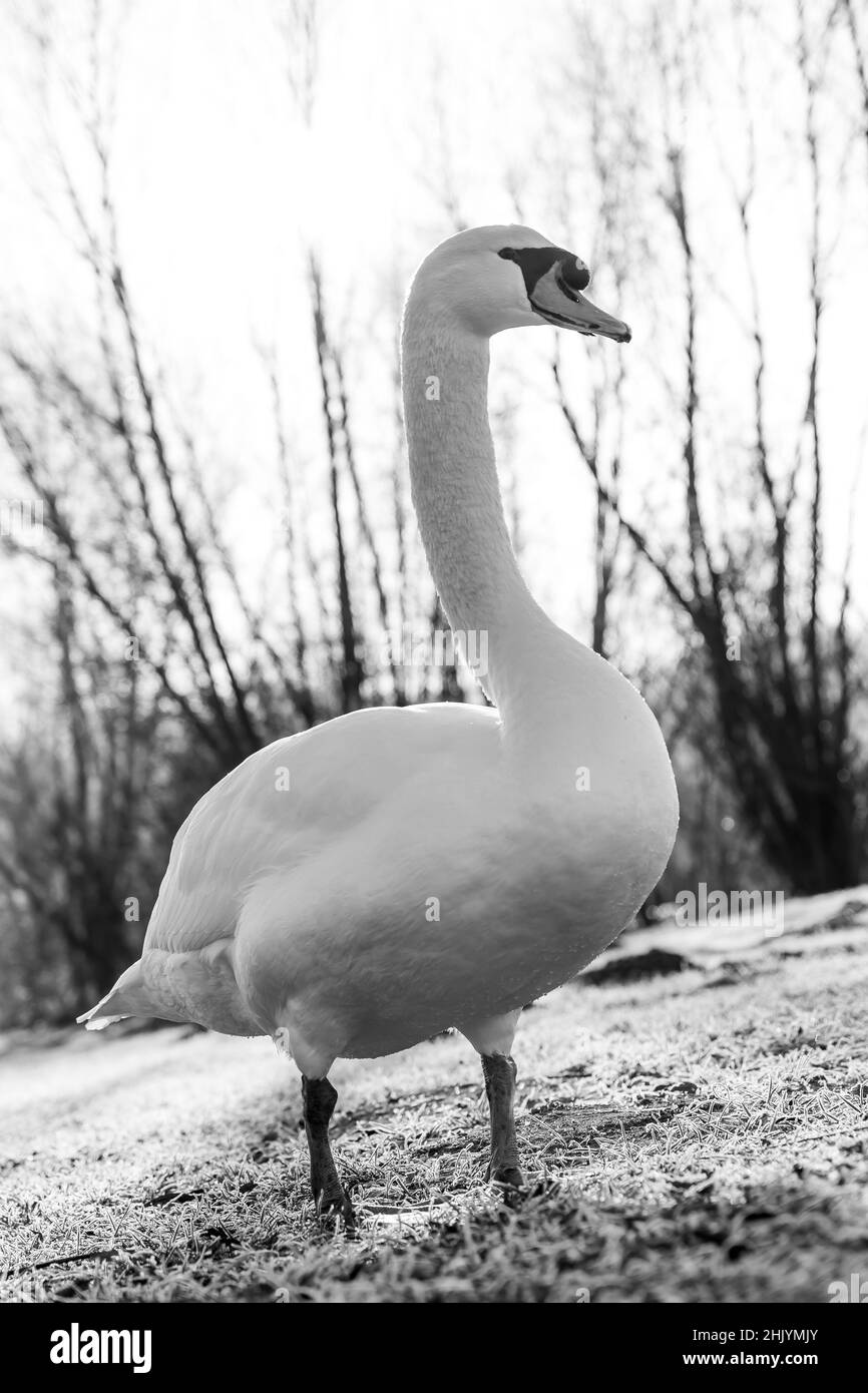 Swan hunter Black and White Stock Photos & Images - Alamy