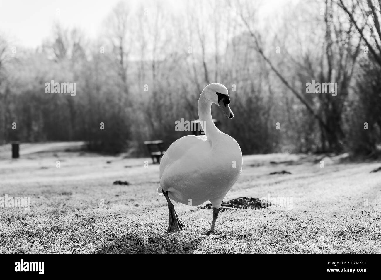 Beautiful black swan walking Black and White Stock Photos & Images - Alamy