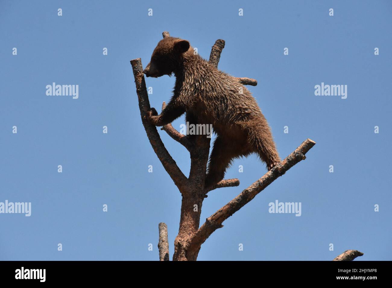 Cute climbing black bear cub in a dead tree top Stock Photo - Alamy