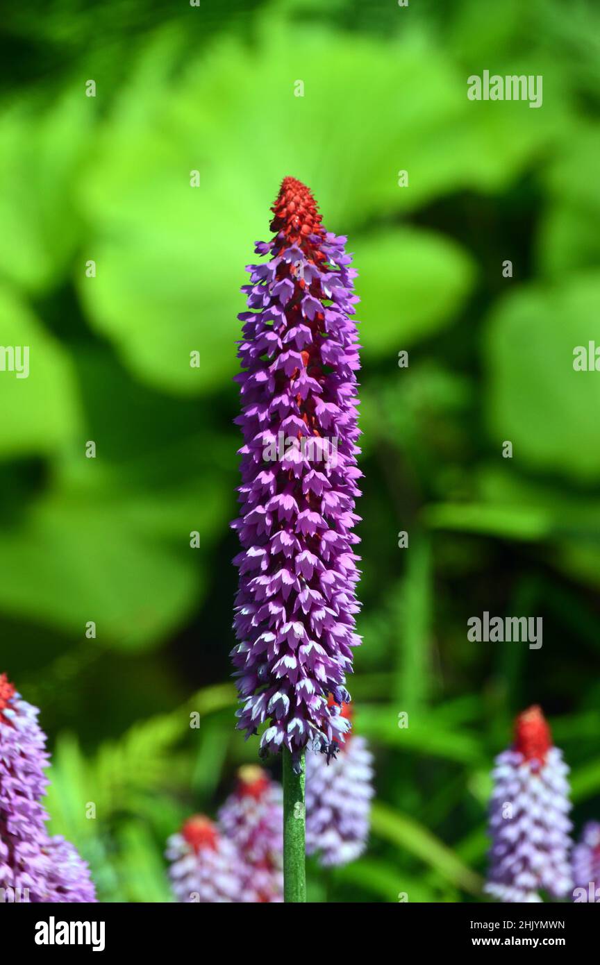 Vials primrose hi-res stock photography and images - Alamy