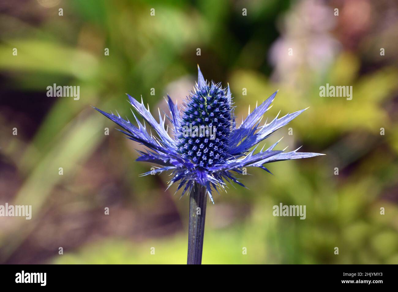 Single Spiky Eryngium x zabelii 'Big Blue' (Sea Holly) Flower grown in ...